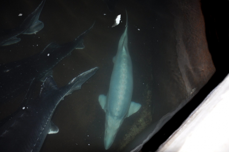 Almas Beluga - Imperial Caviar