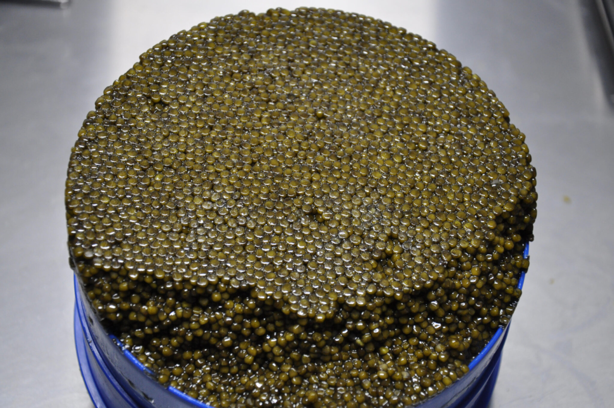 Imperial Oscietra - Imperial Caviar